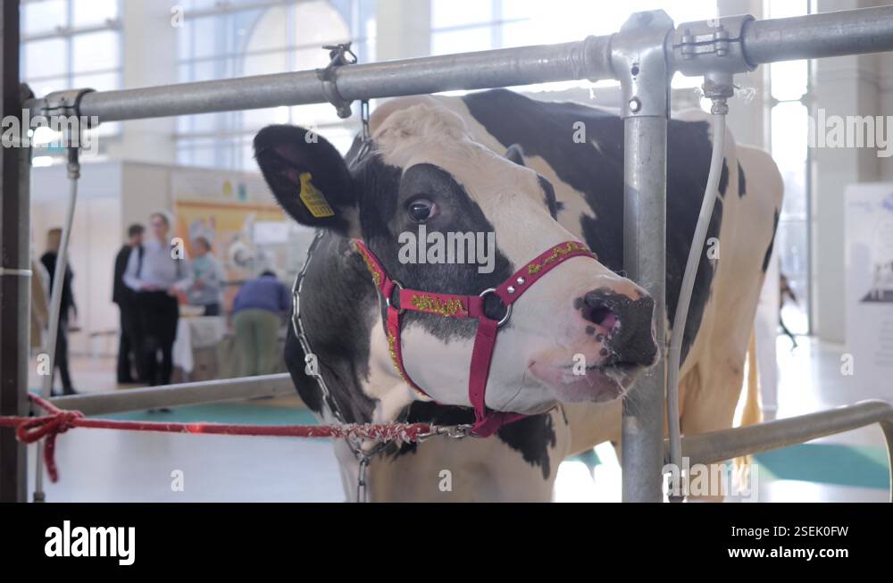 Scared black and white Holstein cow screaming at agricultural animal ...