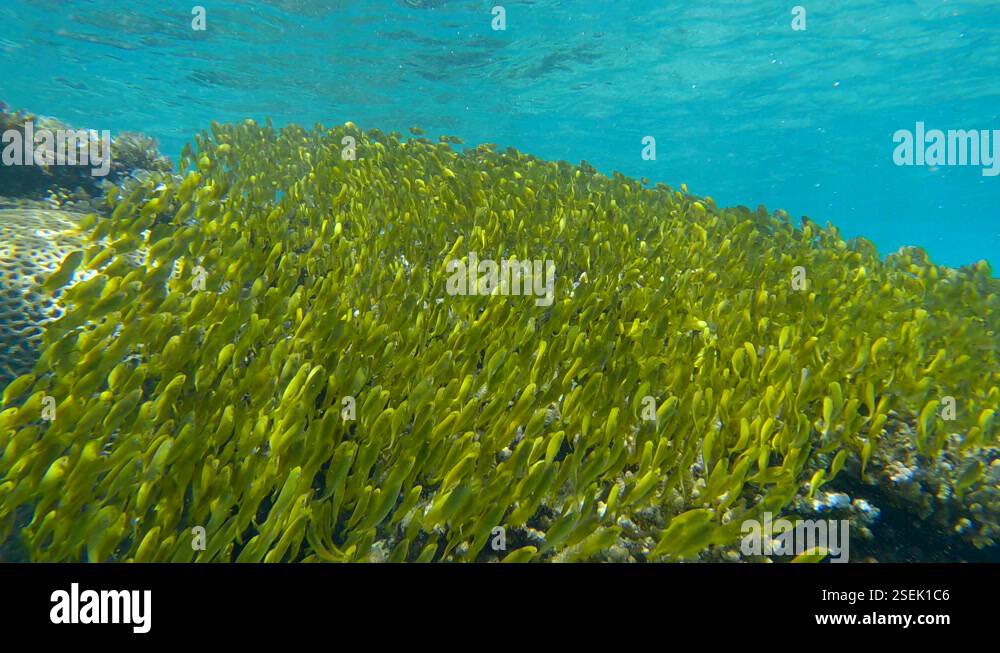 Massive school of juvenile Rabbitfish in shallow water swims over coral ...