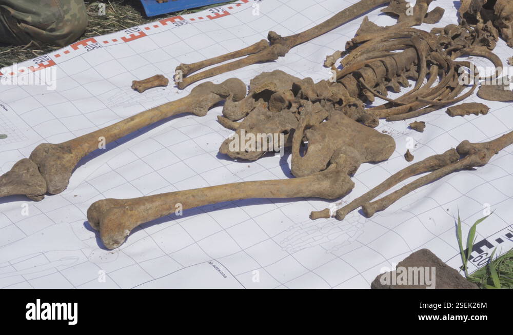 Hand of archeologist in glove putting prehistoric bones on map of ...
