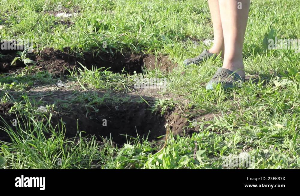 woman planting a young juicy green plant of a grape vine in a hole on a ...