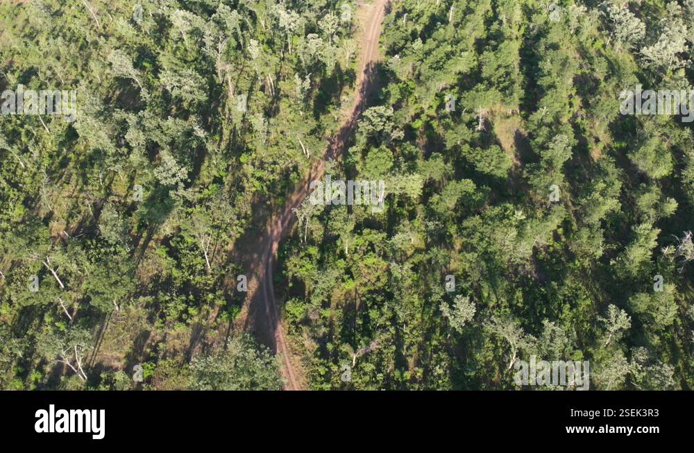 off road trail cutting through forest dirt track america recreation atv ...