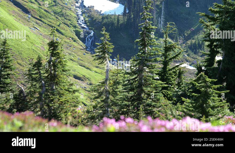 Cinematic 4K footage of the alpine meadows, glaciers and flowering ...