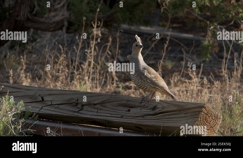 Alert scaled Quail calls to mate in the beautiful golden afternoon ...