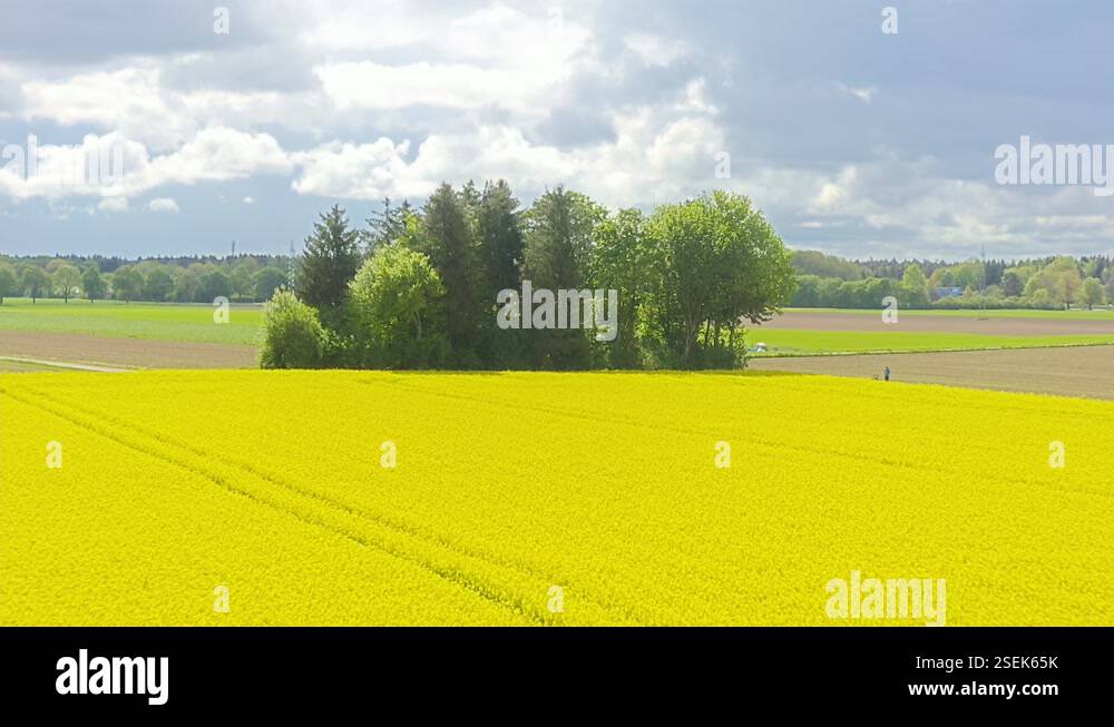 Dolly zoom effect over a rapeseed field at a sunny summer day Stock ...
