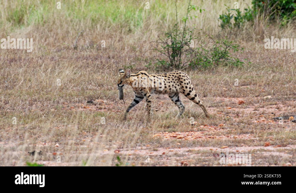 Serval and prey Stock Videos & Footage - HD and 4K Video Clips - Alamy