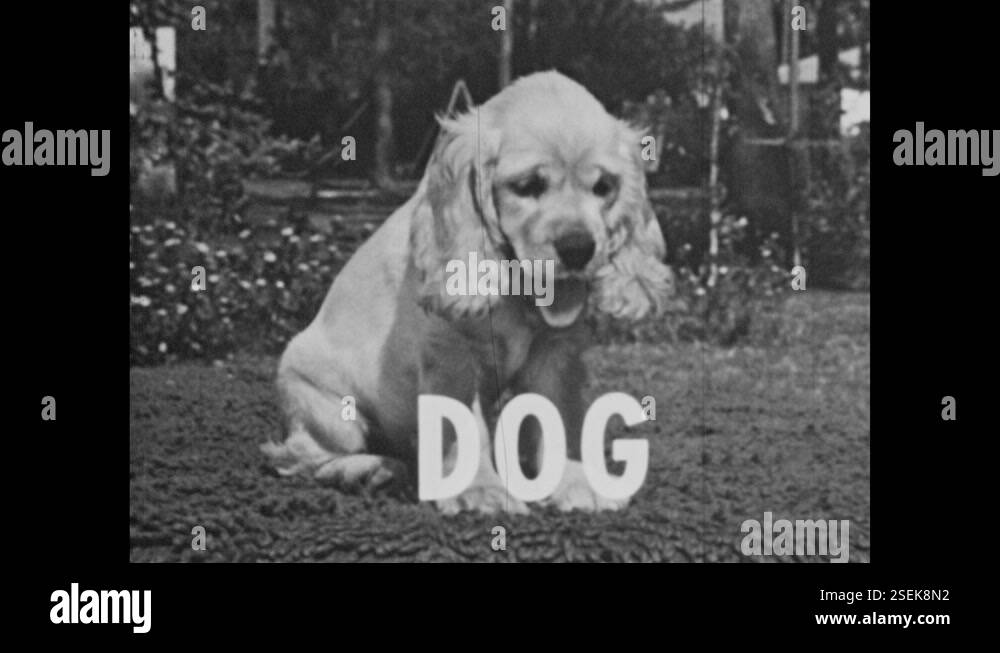 1950s: The word Dog. Three different dogs. Model of human brain. 12 x ...