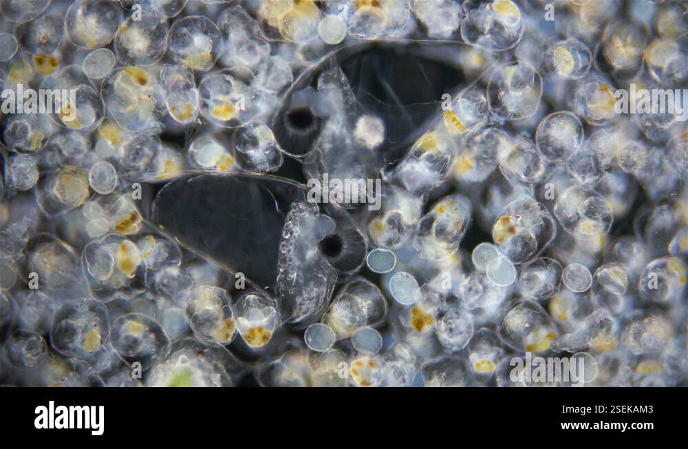 Rotifera Synchaeta sp. and water flea genus Evadne under a microscope ...