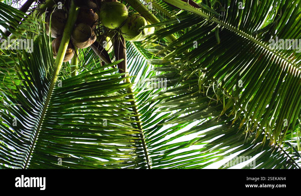 Gimbal tilt up shot of palm leaves, coconuts hanging from tree. Upward ...