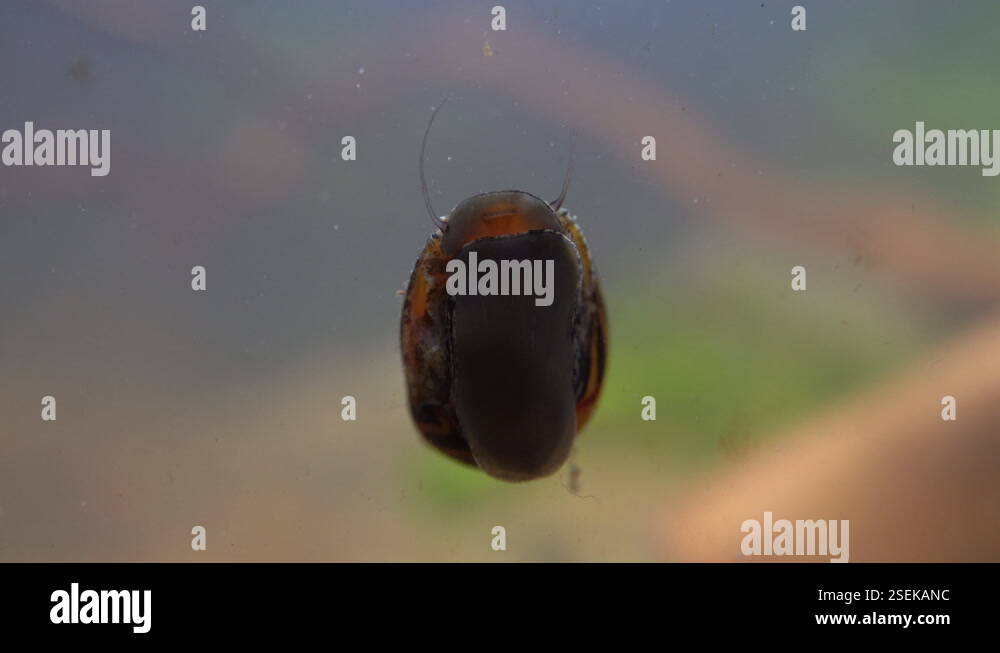 Red Racer Nerite Snail (Vittina waigiensis) crawls up aquarium glass ...