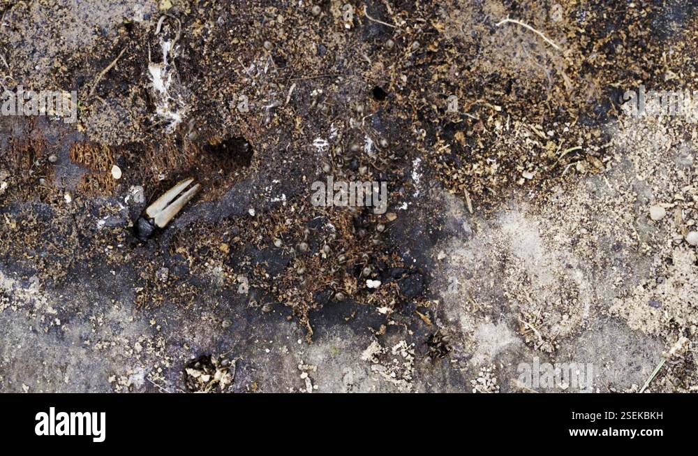 Ant burrow in tree trunk - static shot from above - HD - Part Stock ...