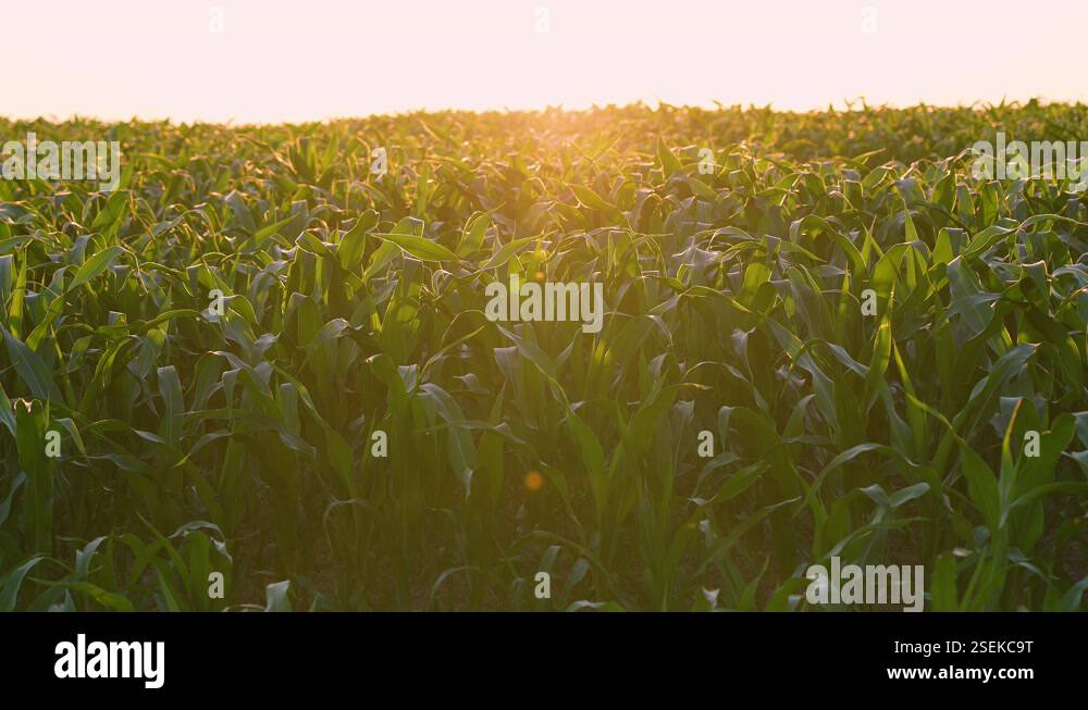 Beautiful sunny scenic green young corn plants foliage growing outside ...