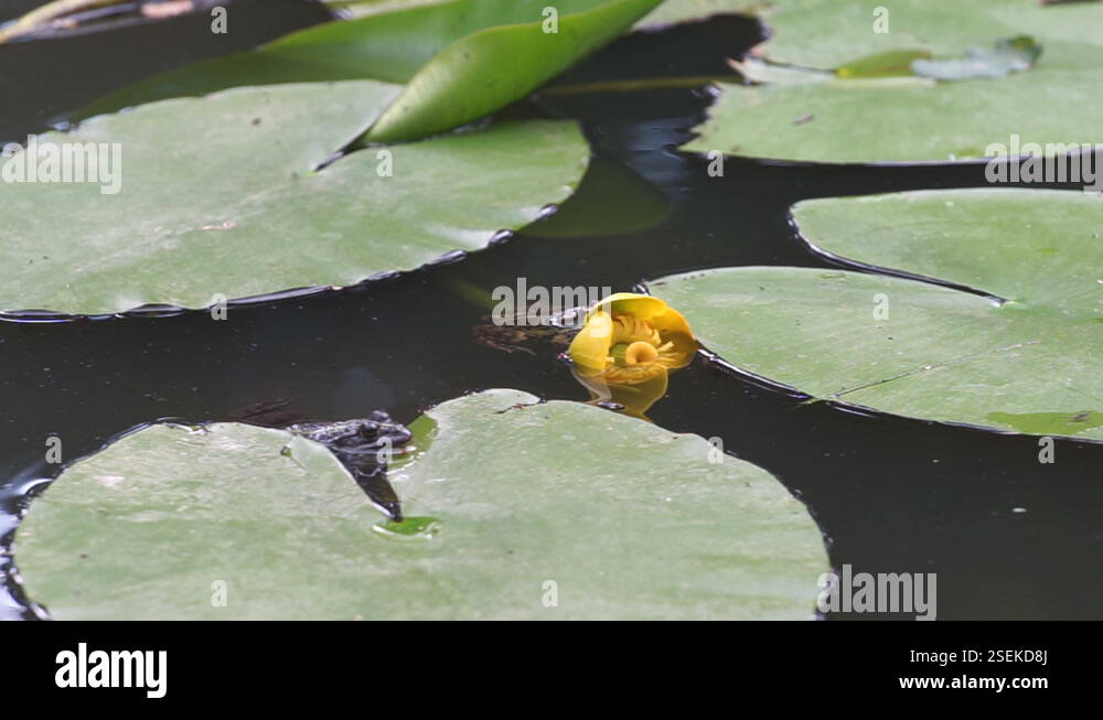 Toad sitting in the lake on a lily leaf Stock Video Footage - Alamy