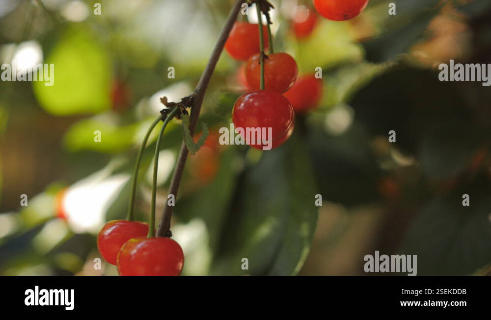 Red cherries on a tree in the rays of the bright sun. Ripe fruit ...