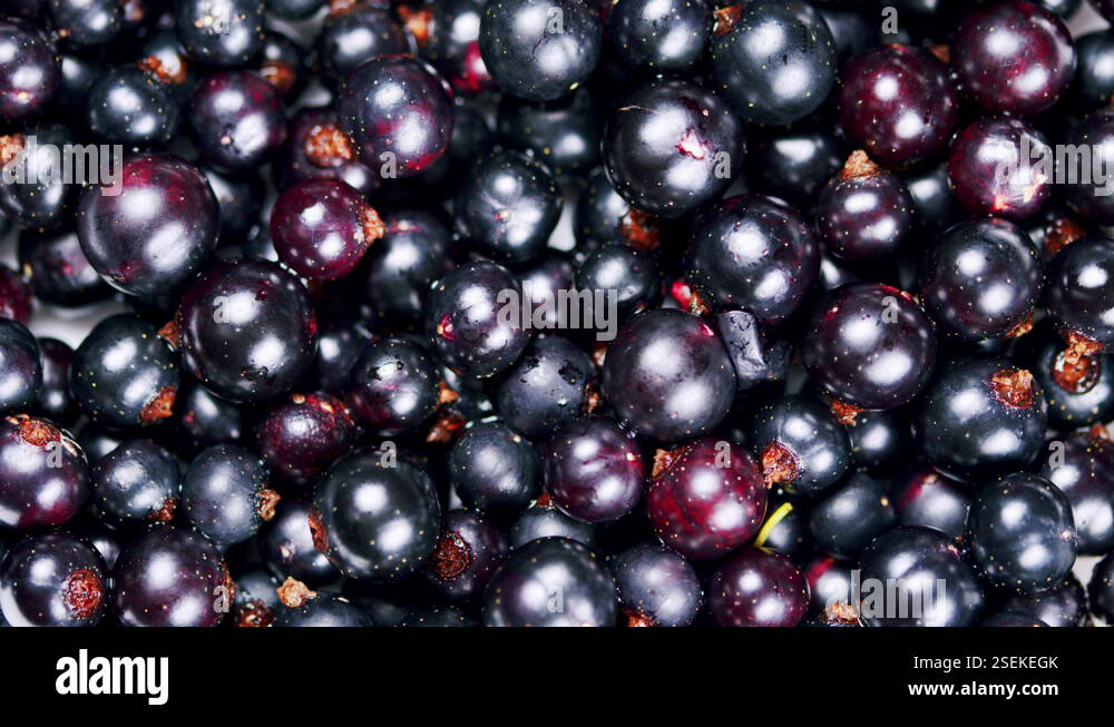 Black currant closeup rotation top view. Rich crop of berries of black ...