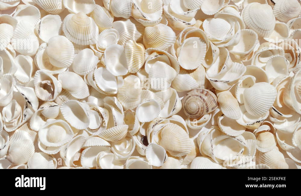 Single wave of water creates ripples on sea shell background Stock ...