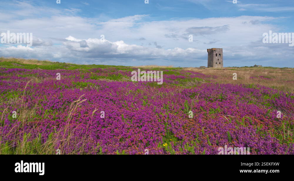 Purple heather blue sky landscape historic tower building Ireland Stock ...