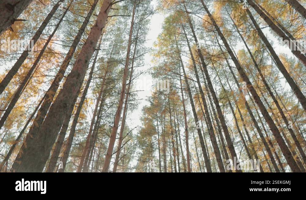 Smooth Camera Movement in the Autumn Forest. Tree Trunks, Yellow Leaves, Tree Stock Video ...