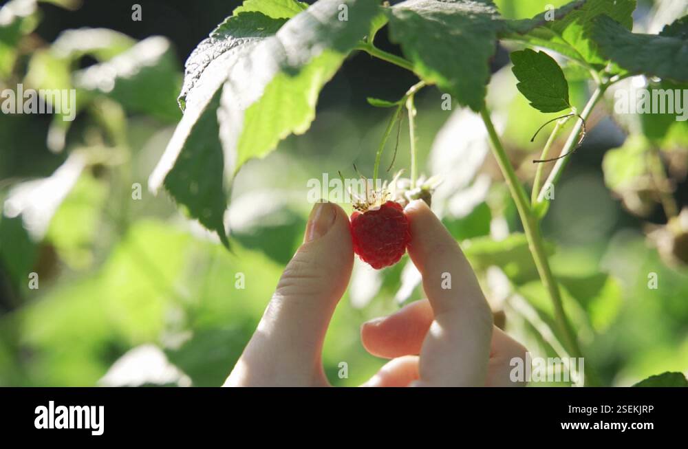 A woman picks ripe raspberries from a bush. Harvesting in the garden ...