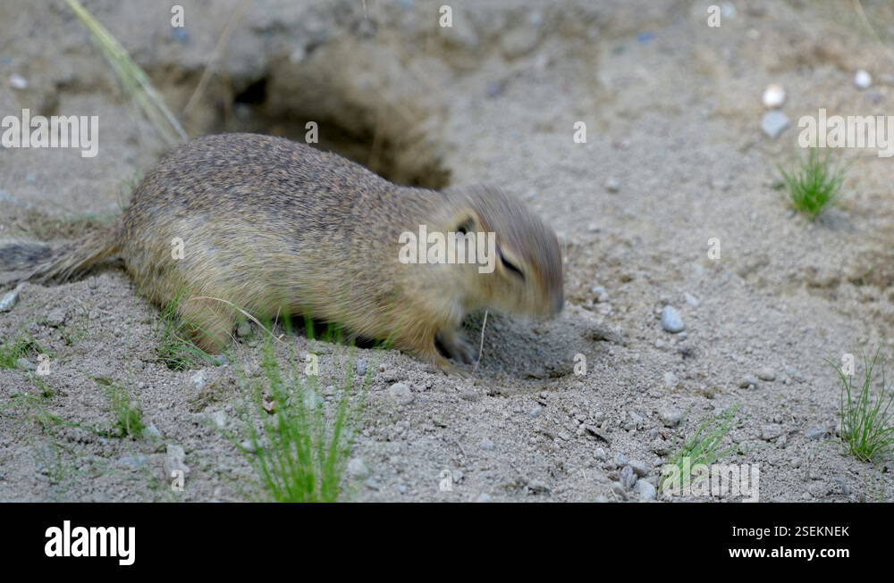 Wild ground squirrel Stock Videos & Footage - HD and 4K Video Clips - Alamy