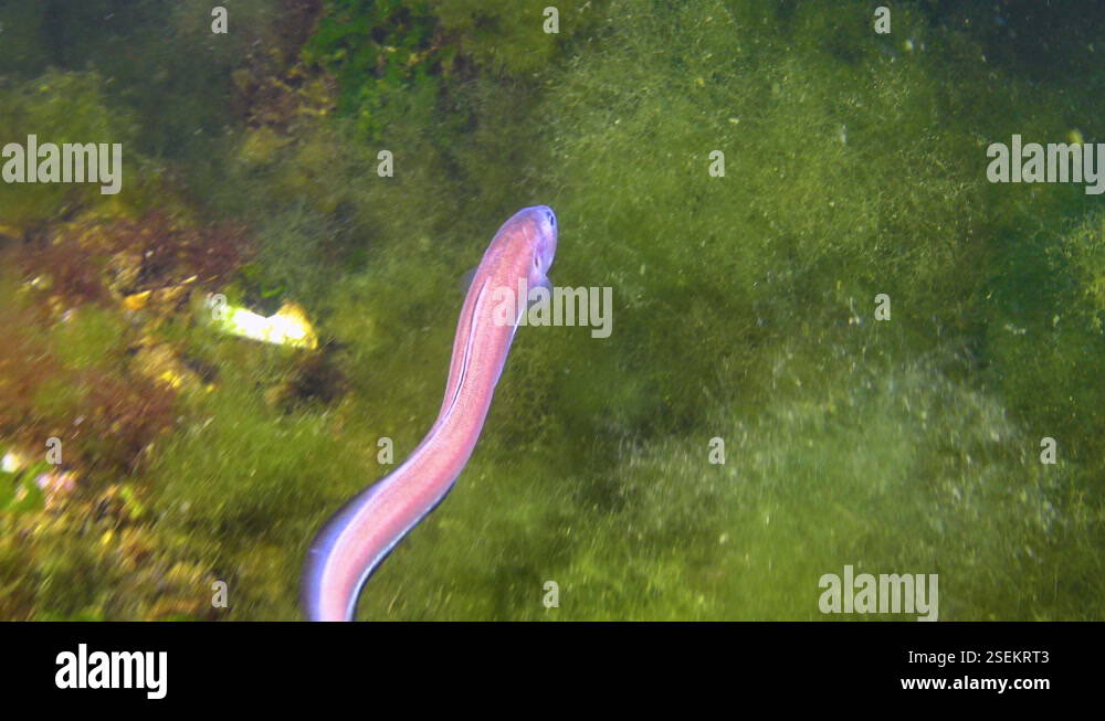 Fish of the Black Sea, Roche's snake blenny (Ophidion rochei ...
