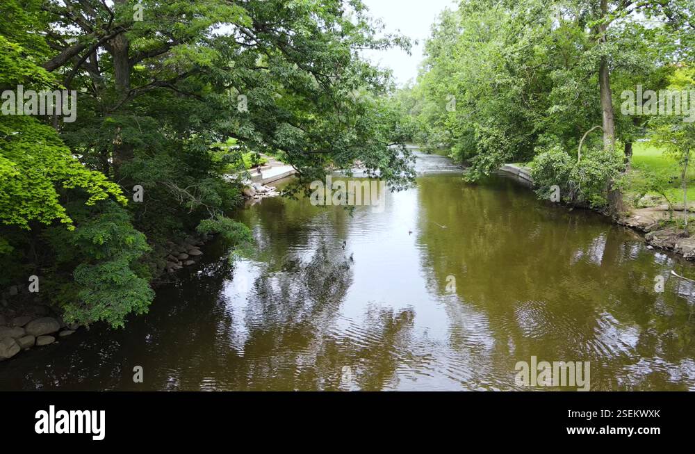 Water Fowl on the water of the Red Cedar River in East Lansing Stock ...