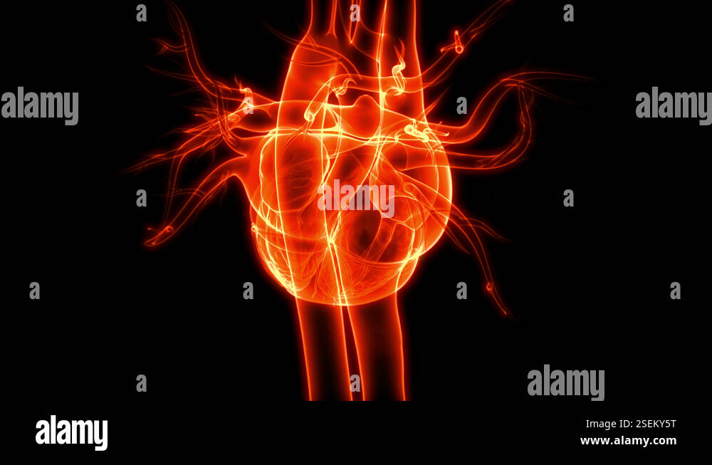 Human Circulatory System Heart Beat Anatomy Animation Concept Stock ...