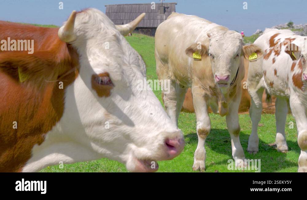 Cows with tag eating grass. cows chewing curd. beef production farm ...