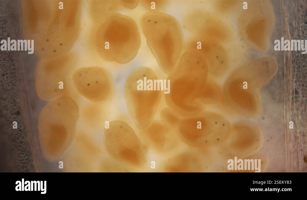 Young Nemertea worms in a clutch of eggs under a microscope Stock Video ...