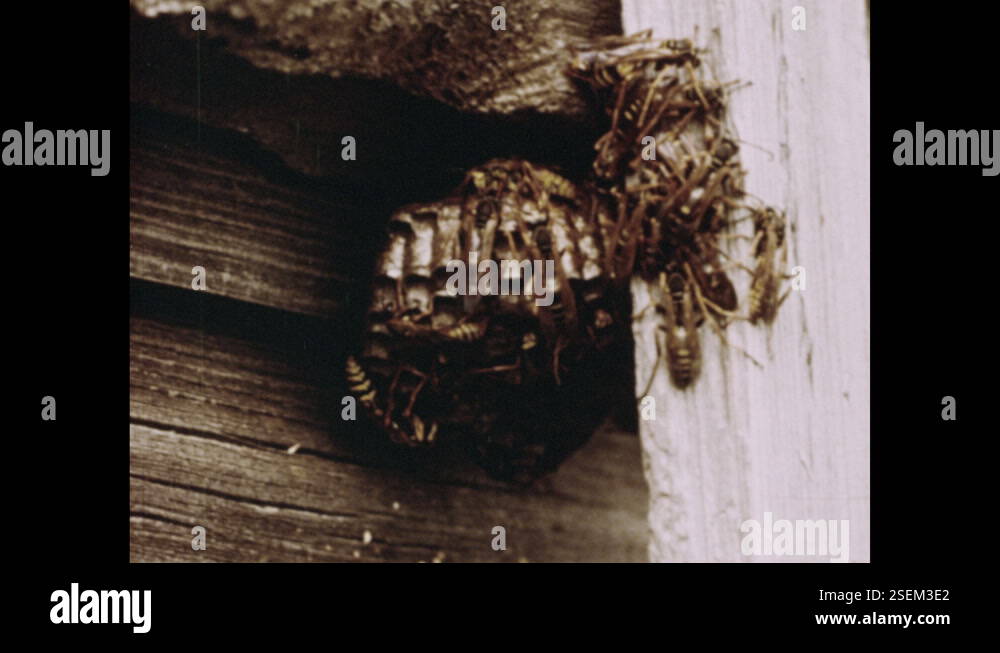 1960s: Swarm of paper wasps crawl over nest. Wasps construct nest in ...