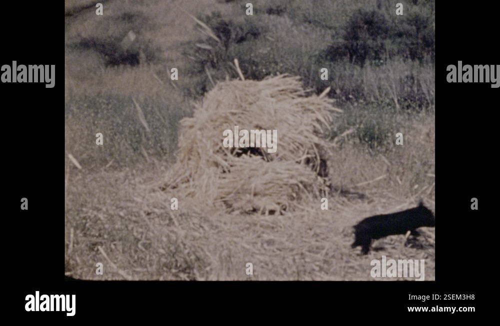 House of the wolf Stock Videos & Footage - HD and 4K Video Clips - Alamy