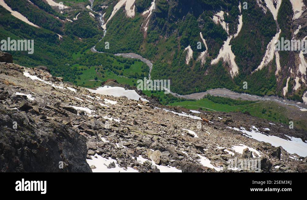 Capra mountain goat Stock Videos & Footage - HD and 4K Video Clips - Alamy