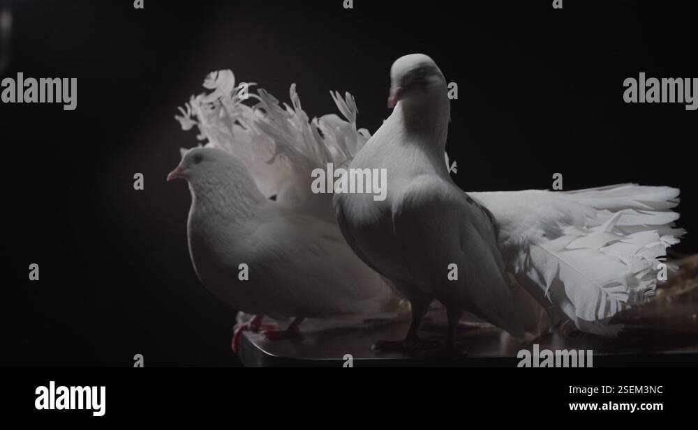 Two amazing white doves with fluffy tails are looking around, studio, 4k Stock Video Footage - Alamy