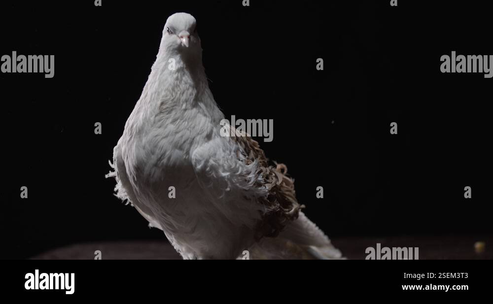 Fancy breed of pigeons, frillback pigeon is looking around the studio ...