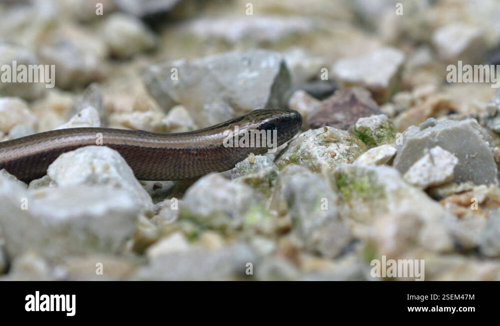 Macro of Anguis Fragilis,Or Blindworm, Is A Legless Lizard crawling ...