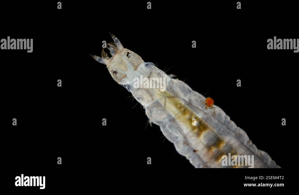Larva mite Hydrachnidia and Hydrophilidae larva under a microscope ...