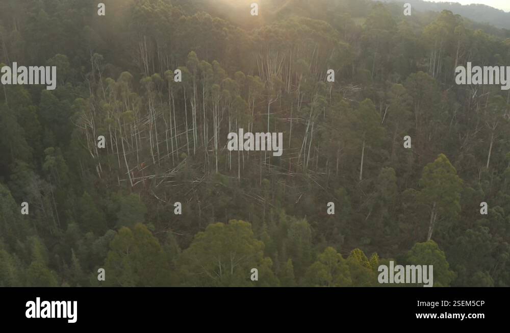 Fallen trees from wind storm showing devastation to natural areas Stock ...