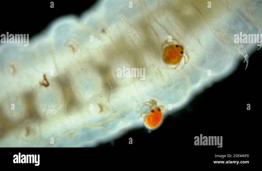 Larva mite Hydrachnidia and Hydrophilidae larva under a microscope ...