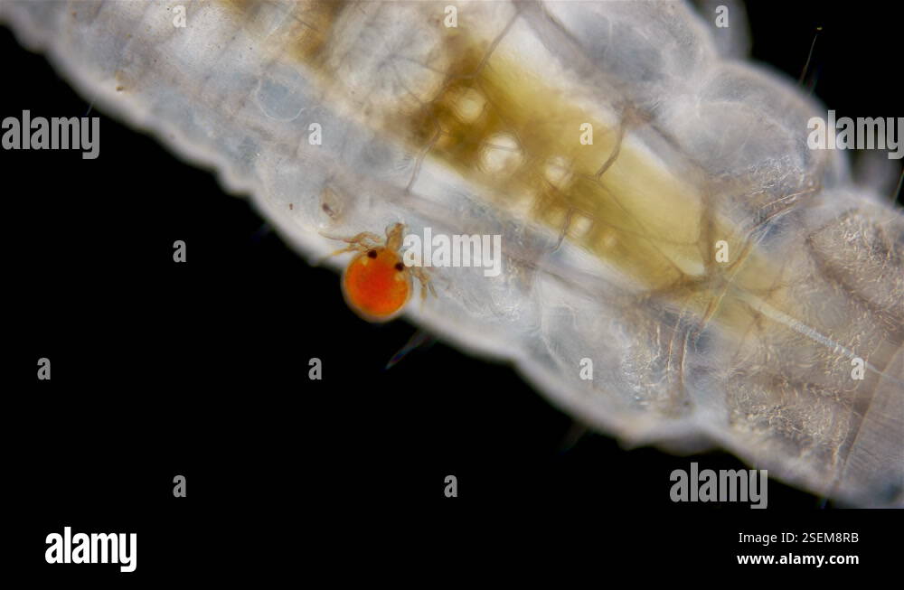 Larva mite Hydrachnidia and Hydrophilidae larva under a microscope ...