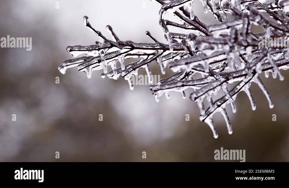 In the freezing winter, clear, transparent icicles hang from the tree ...