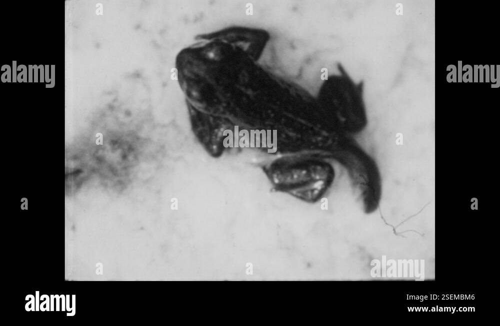 1950s: Young frog with small tail. Frog on rock. Adolescent salamander ...