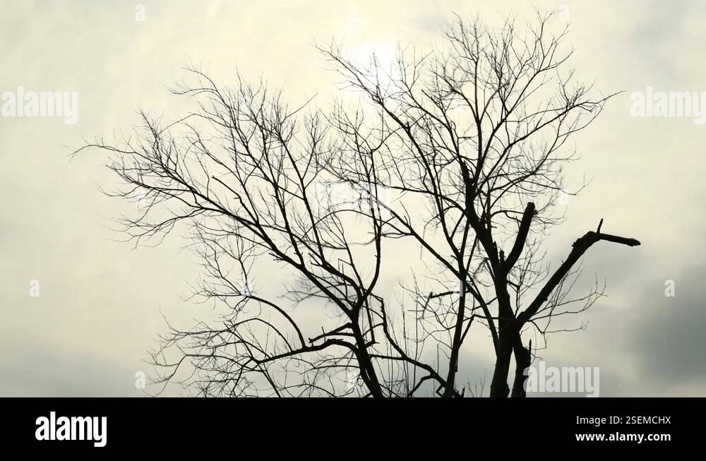 Time-lapse of the gray sky over a withered tree Stock Video Footage - Alamy