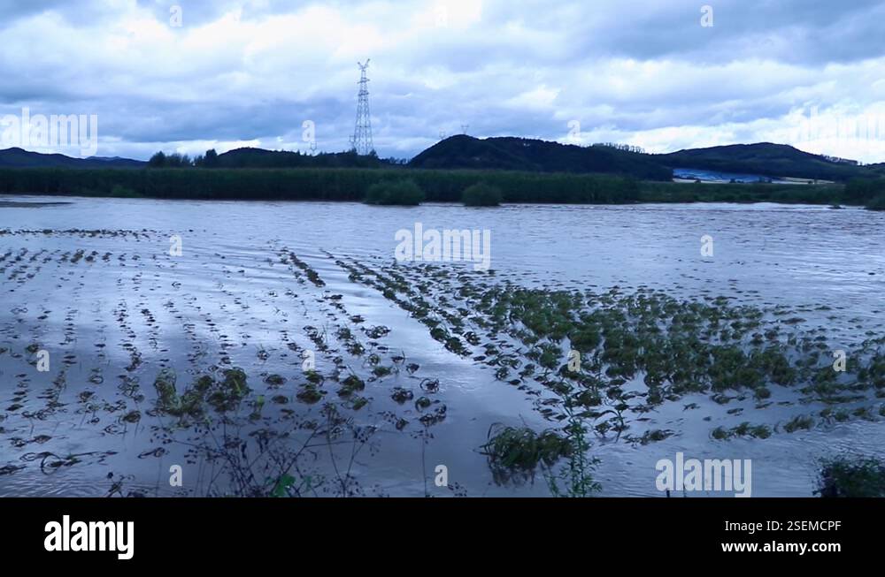 The flooded farmland after the disaster, catastrophe, flood, famine ...