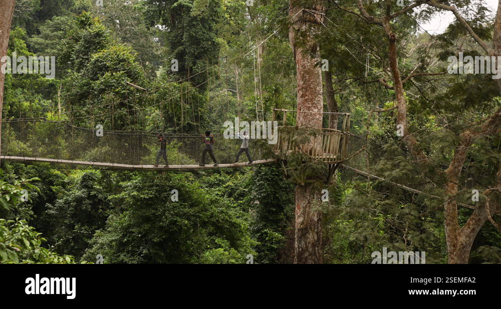 Rope bridge jungle Stock Videos & Footage - HD and 4K Video Clips - Alamy
