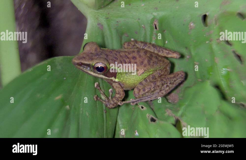 Malayan White-lipped Frog (Chalcorana labialis) on leaf. Night jungle ...