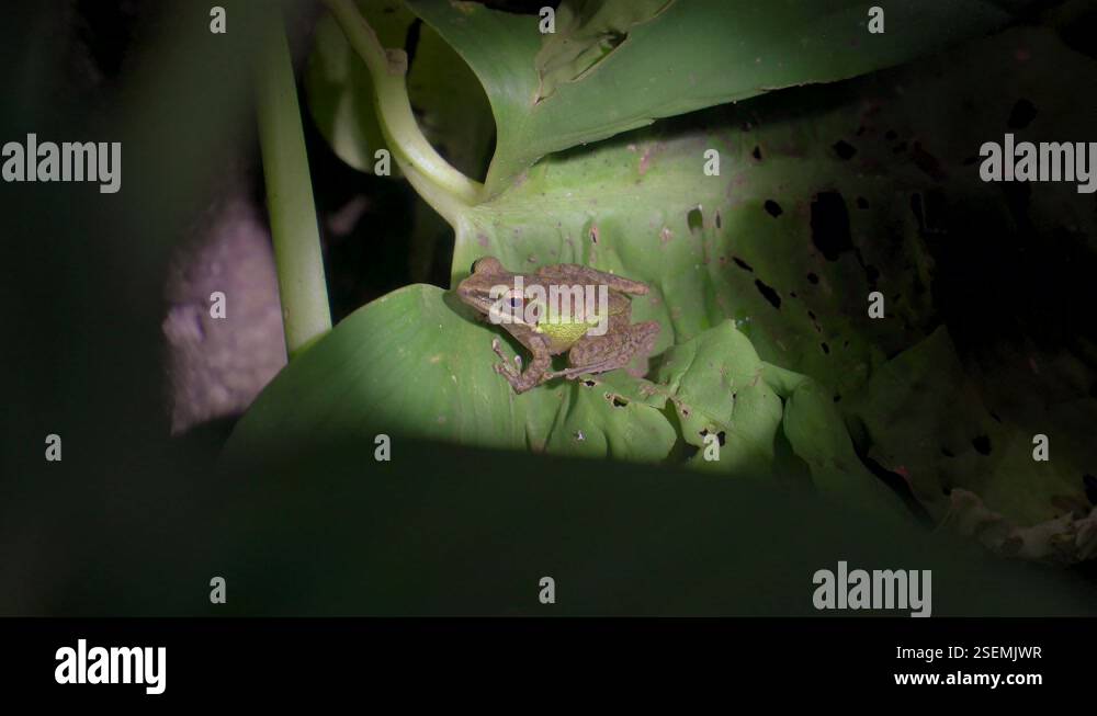 Malayan White-lipped Frog (Chalcorana labialis) on leaf. Night jungle ...