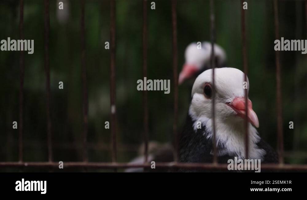 Two Donek Pigeons sit in a cage behind bars. close up, handheld Stock ...