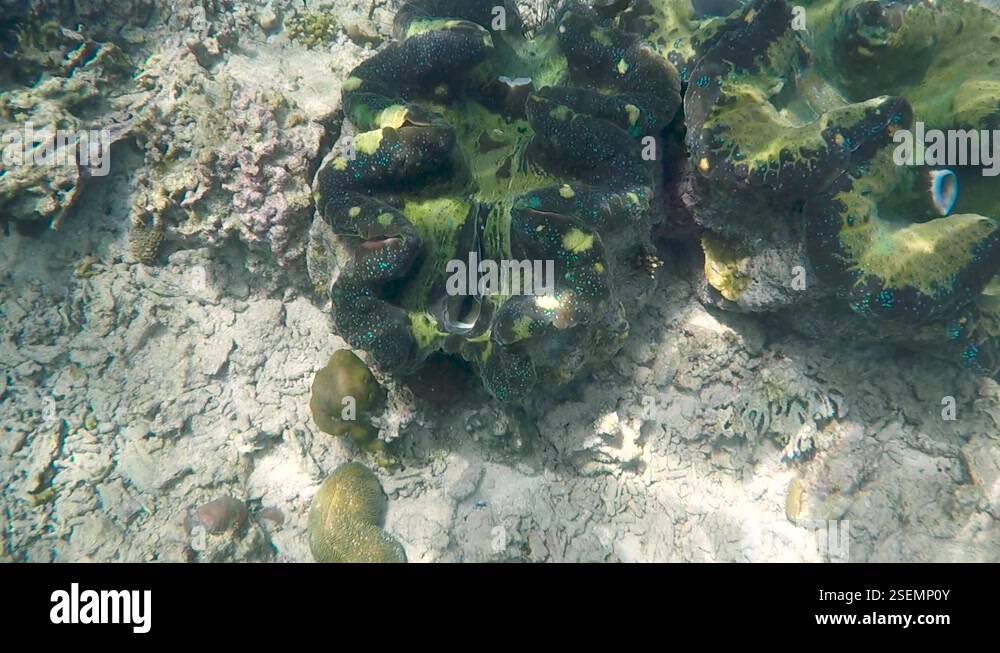 Rare giant clams closeup in remote tropical island Bougainville, Papua ...