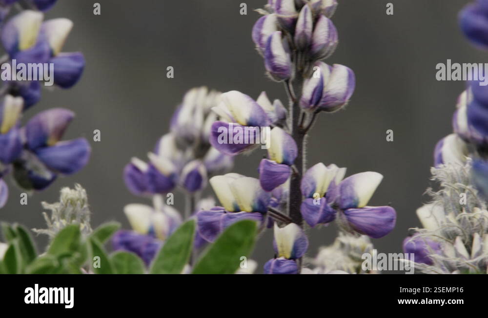 Lupins lupinus nootkatensis growing Stock Videos & Footage - HD and 4K ...