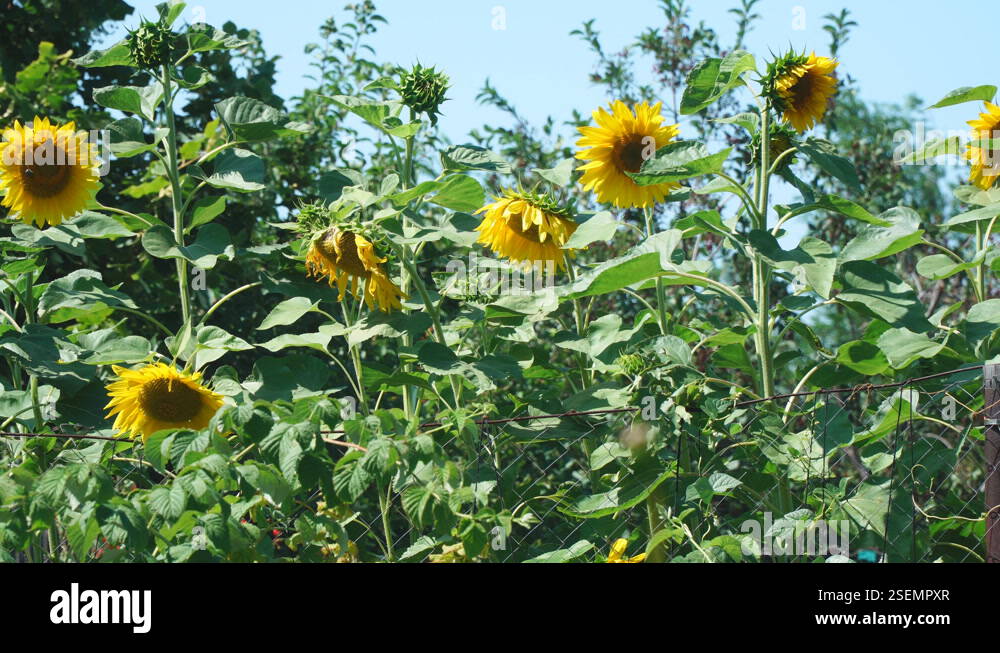 Sunflower flowers in the garden are swayed by light breeze Stock Video ...