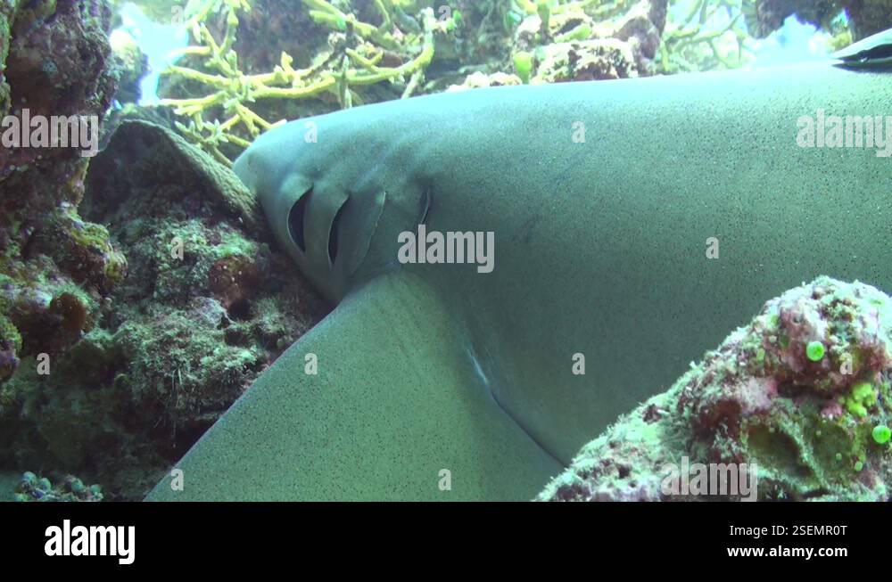 Nurse Shark (Ginglymostoma cirratum) breathing by moving it's gills on ...